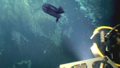 Alien in the Abyss | Strange Evidence | Discovery