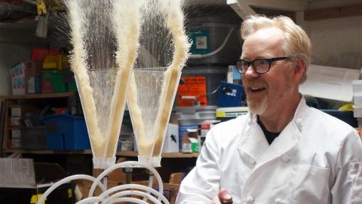 Mythbusters | Discovery