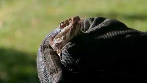 Swamp Brothers (wt) | Discovery