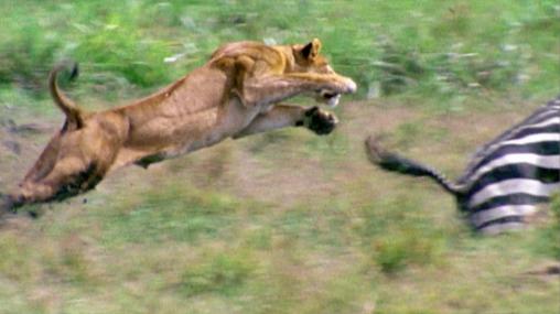 Nature's Deadliest | Discovery