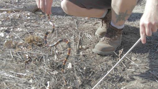 Venom Hunters | Discovery