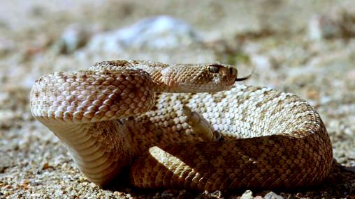 Venom Hunters | Discovery