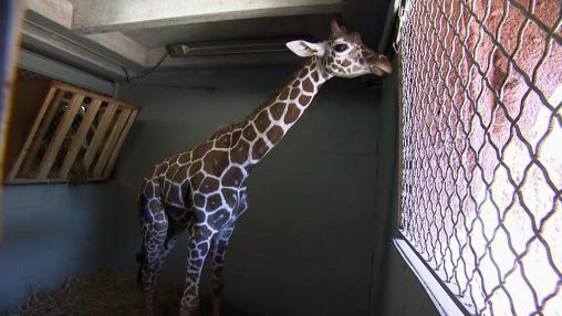 Swamp Brothers (wt) | Discovery