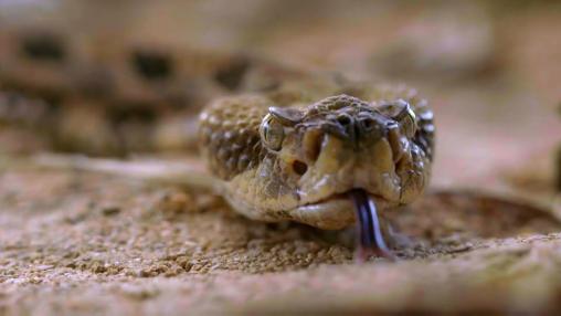 Venom Hunters | Discovery