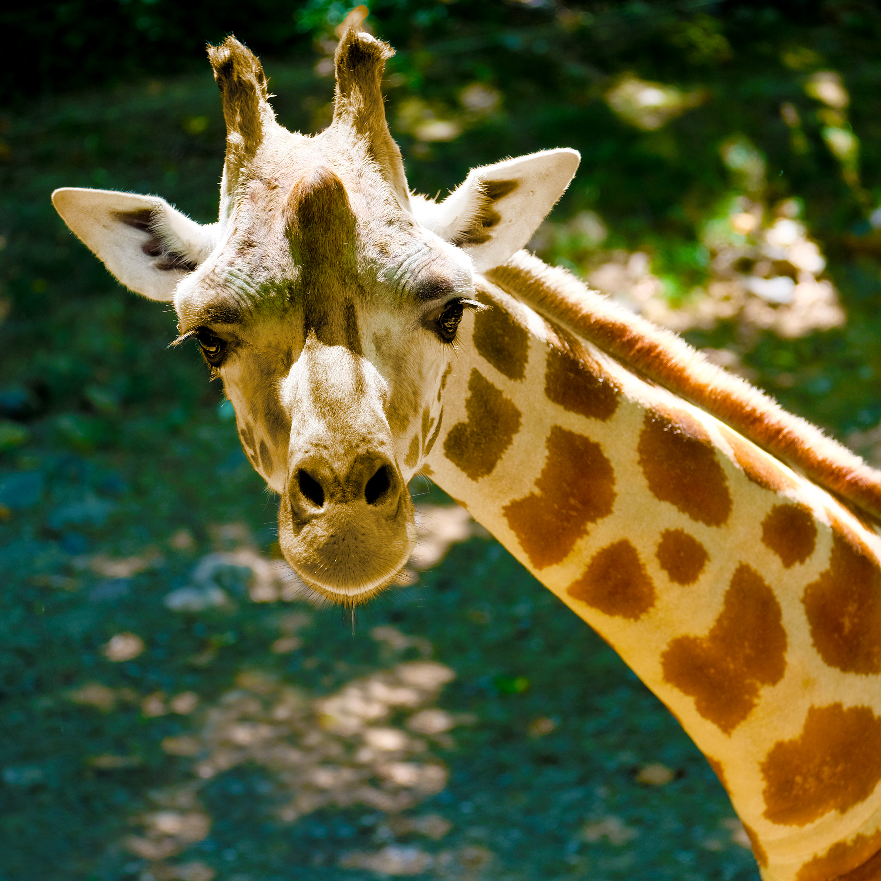 Stream The Zoo: From the Inside | discovery+