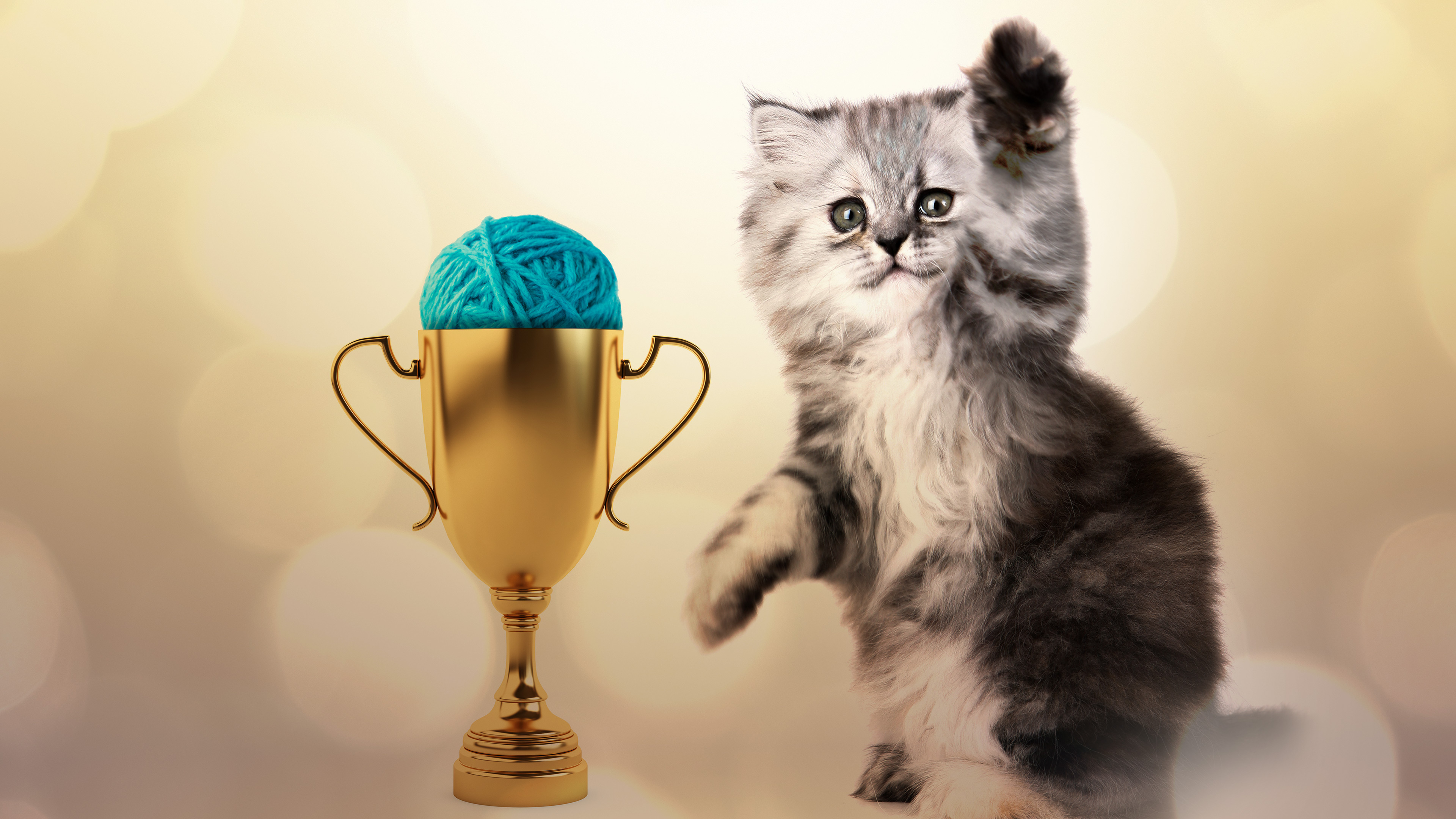 Stream Trophy Cats | discovery+