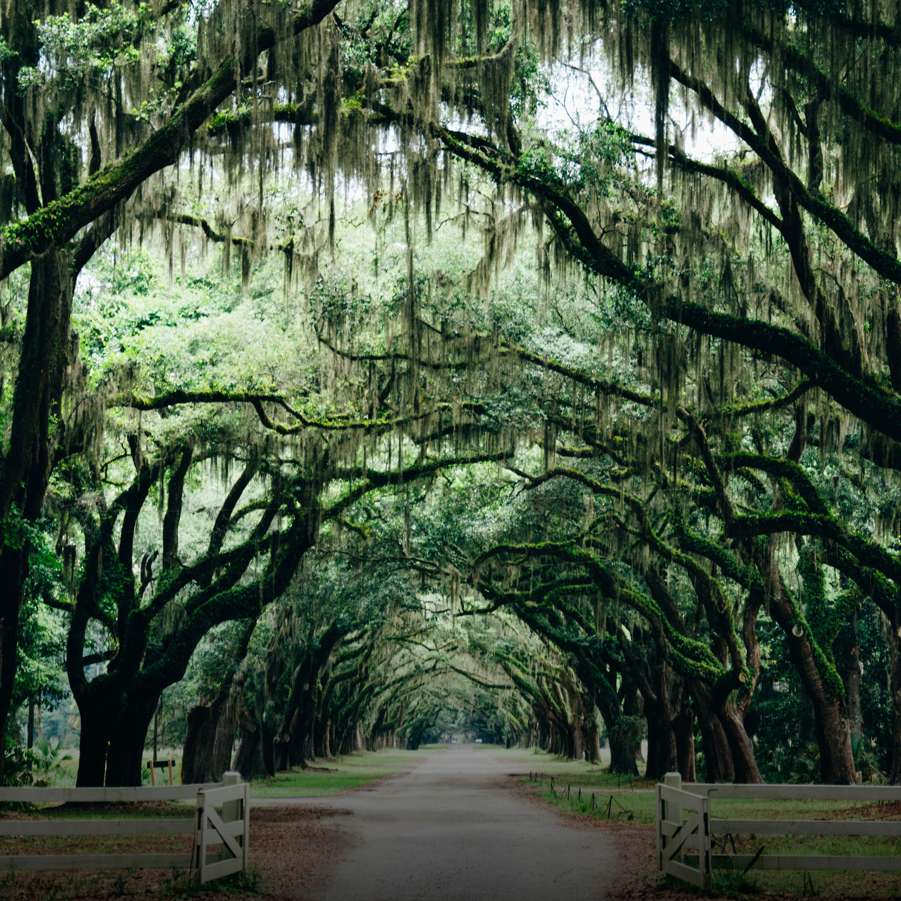 Stream Southern Gothic | discovery+