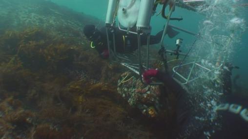 Shark Week: Abalone Wars | Discovery