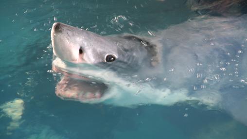 Rogue Sharks | Discovery