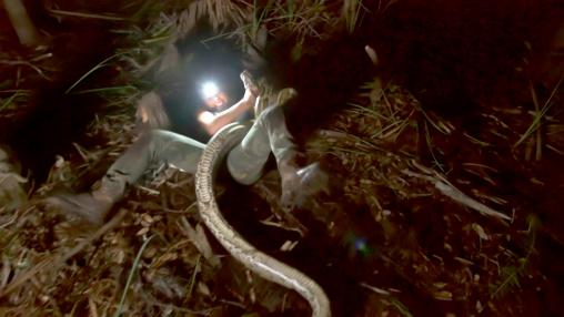 Guardians of the Glades | Discovery