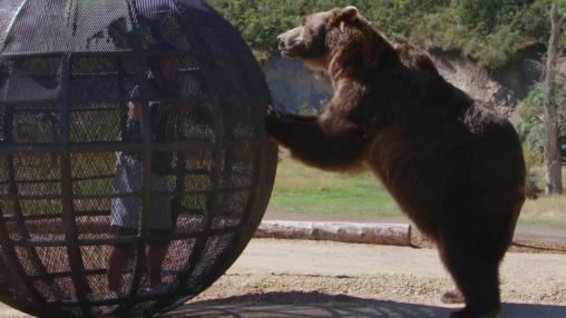 Man Vs Bear | Discovery