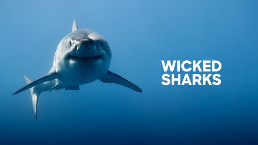 Wicked Sharks | Discovery