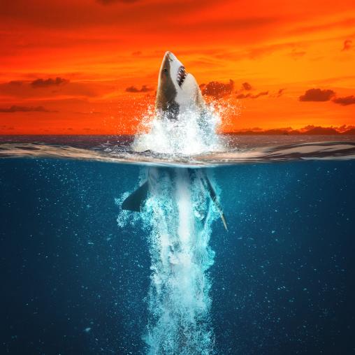 The Latest Shark Week News on Discovery | Discovery