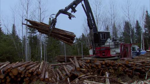 American Loggers | Discovery