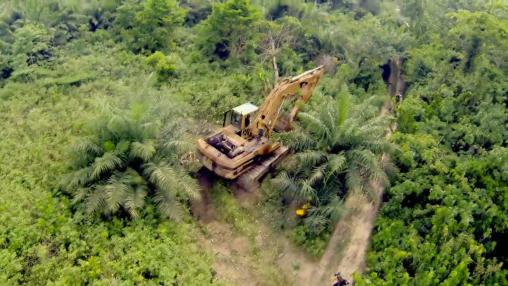 Jungle Gold | Discovery