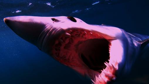 Return of the Monster Mako | Discovery