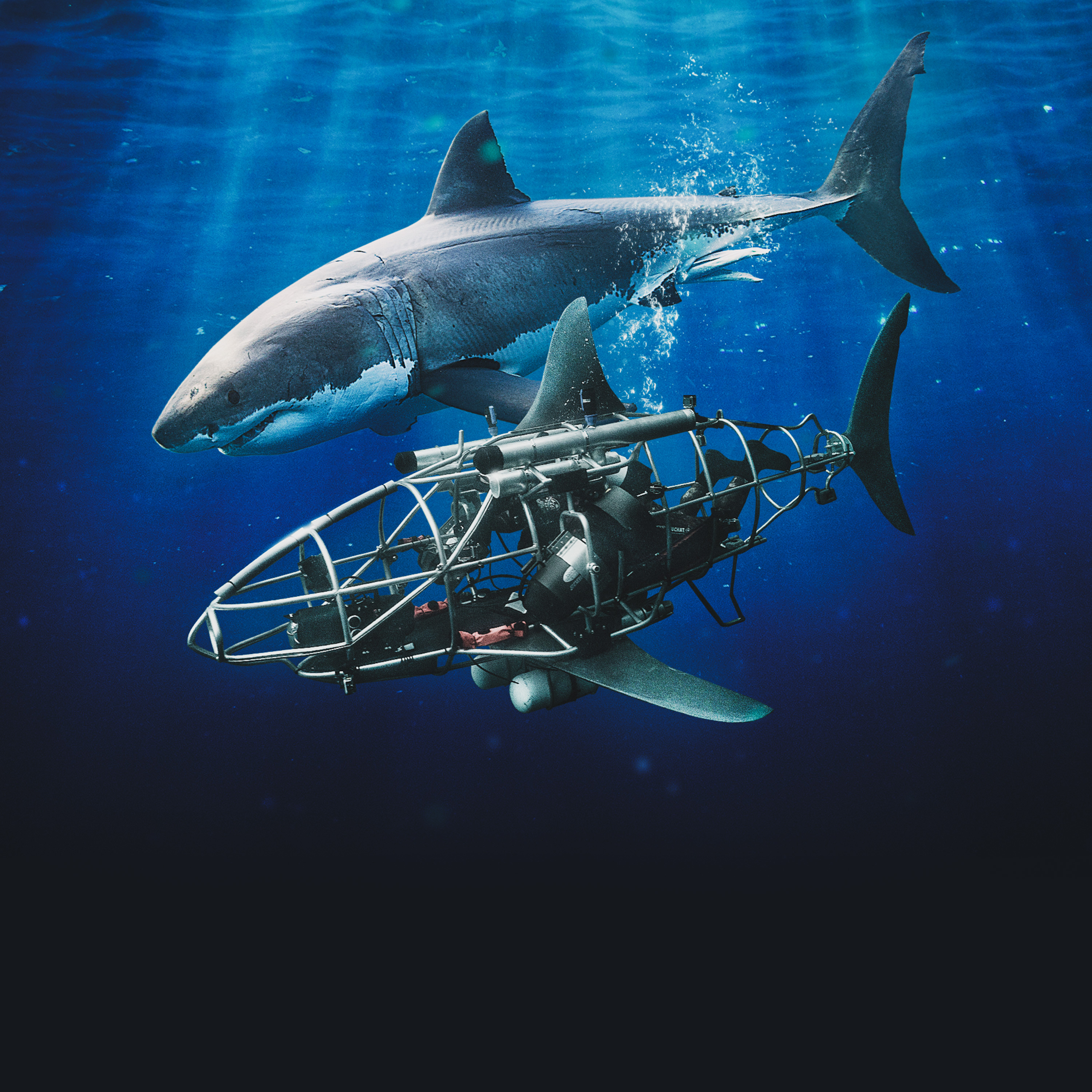 Great White Shark Mating
