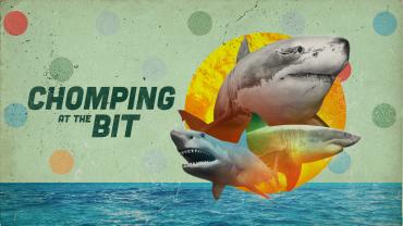 Episodes | Shark Week | Discovery